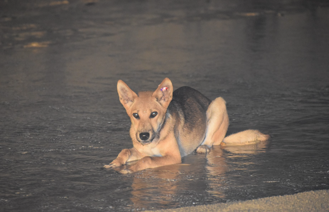 Man fined for killing dingo on K'gari - Zinc 96.1 FM